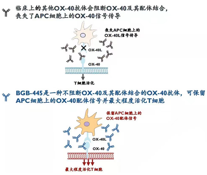 PD-L1×OX40双抗获批IND 免疫检查点激动剂未来可期-试药员招聘与临床试验信息平台