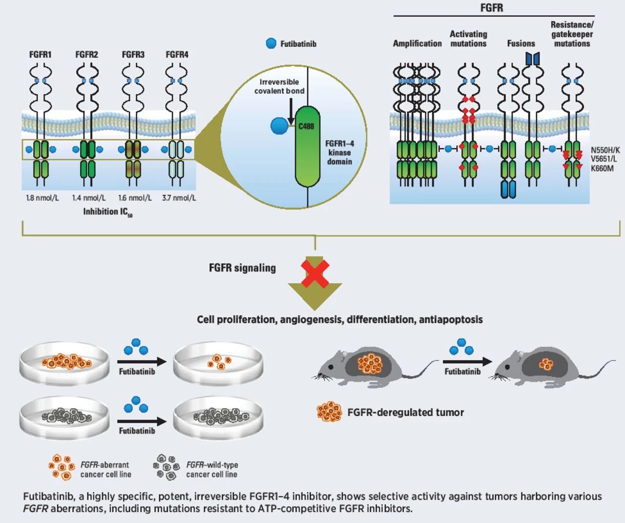 治疗胆管癌 创新FGFR抑制剂获FDA资格优先-试药员招聘与临床试验信息平台