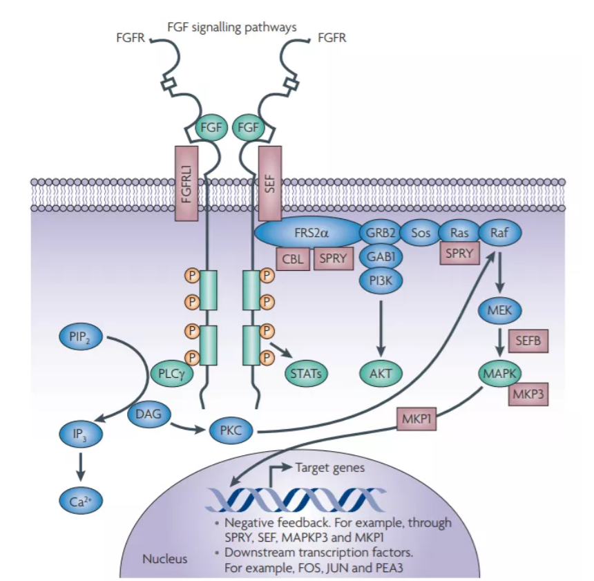 首款获批！FGFR抑制剂竞赛在中国正式开始-试药员招聘与临床试验信息平台