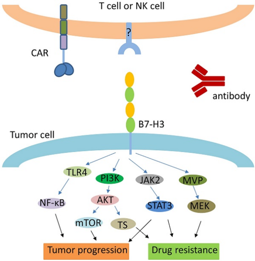 B7-H3篝火的靶点再次升起 天生生物、百奥泰、博生吉领潮-试药员招聘与临床试验信息平台