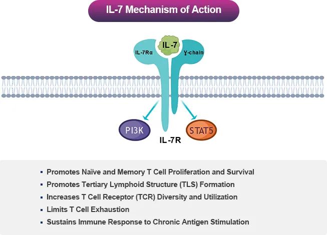 CAR-T新突破：细胞少用80% 体内活性还能一样强？-试药员招聘与临床试验信息平台