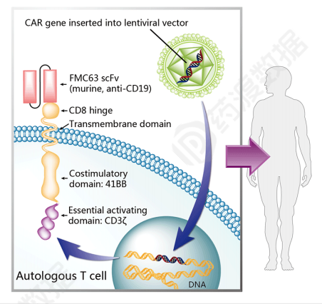 传奇生物cilta-cel成功出海 盘点CAR-T竞争格局！-试药员招聘与临床试验信息平台
