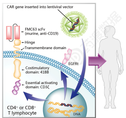 传奇生物cilta-cel成功出海 盘点CAR-T竞争格局！-试药员招聘与临床试验信息平台