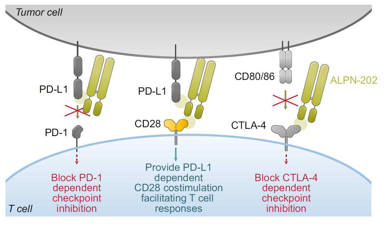 阻断PD-1 CTLA-4信号也可以激活T细胞 ？-试药员招聘与临床试验信息平台