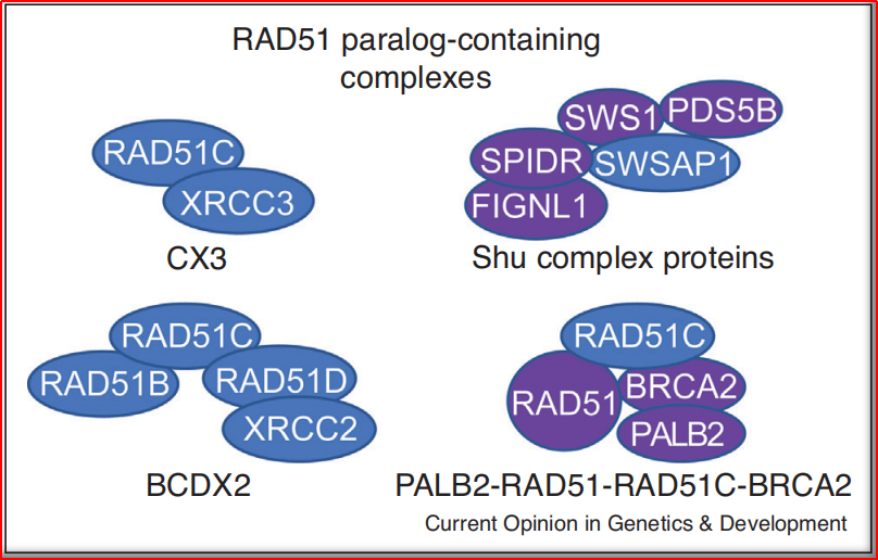 2022 ASCO：RAD51.更新靶点研究数据 国内知名药企已经布局。-试药员招聘与临床试验信息平台