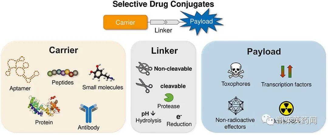 PDC新动态：Bicycle完成BT晚期实体瘤5528I/II研究扩展部分首位患者给药-试药员招聘与临床试验信息平台