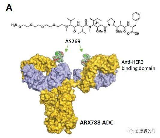 ADC技术企业Ambrx及核心产品ARX788的研发进展-试药员招聘与临床试验信息平台